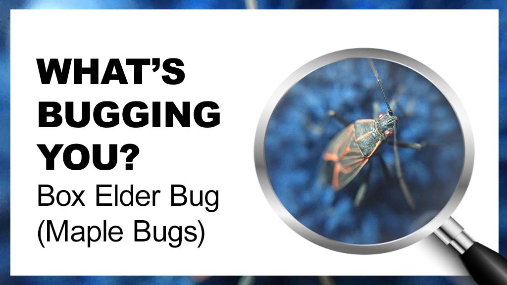 What’s Bugging You? Box Elder Bugs – Floral Acres Greenhouse & Garden ...