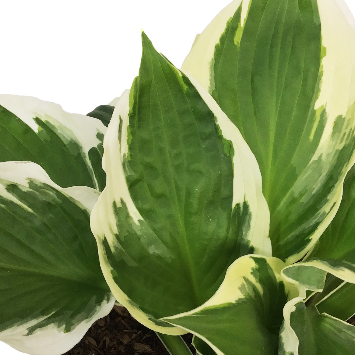 Hosta, 2 gal, Patriot – Floral Acres Greenhouse & Garden Centre