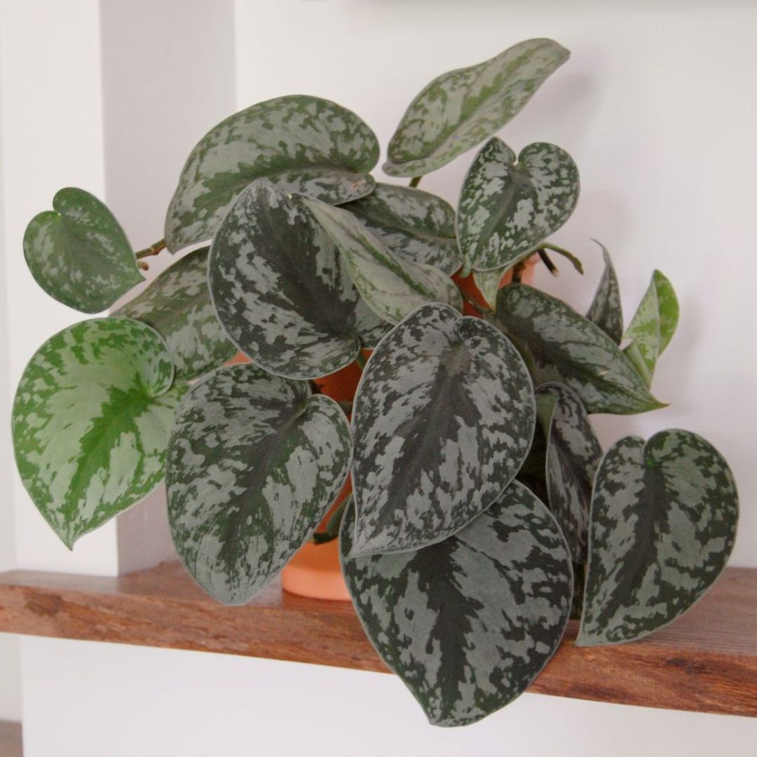 In the Tropical Garden - Scindapsus – Floral Acres Greenhouse & Garden ...