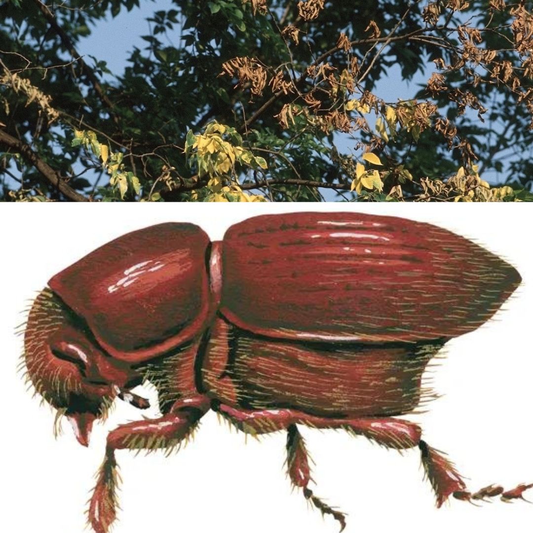 Dutch Elm Disease / Elm Bark Beetles – Floral Acres Greenhouse & Garden ...