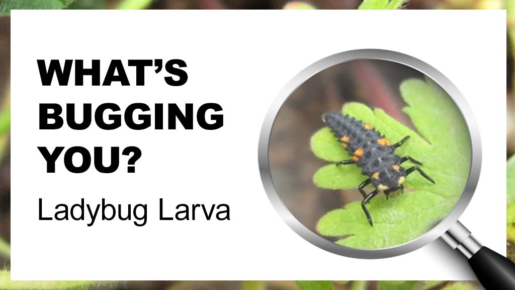 What's bugging you? Ladybug Larva – Floral Acres Greenhouse & Garden Centre