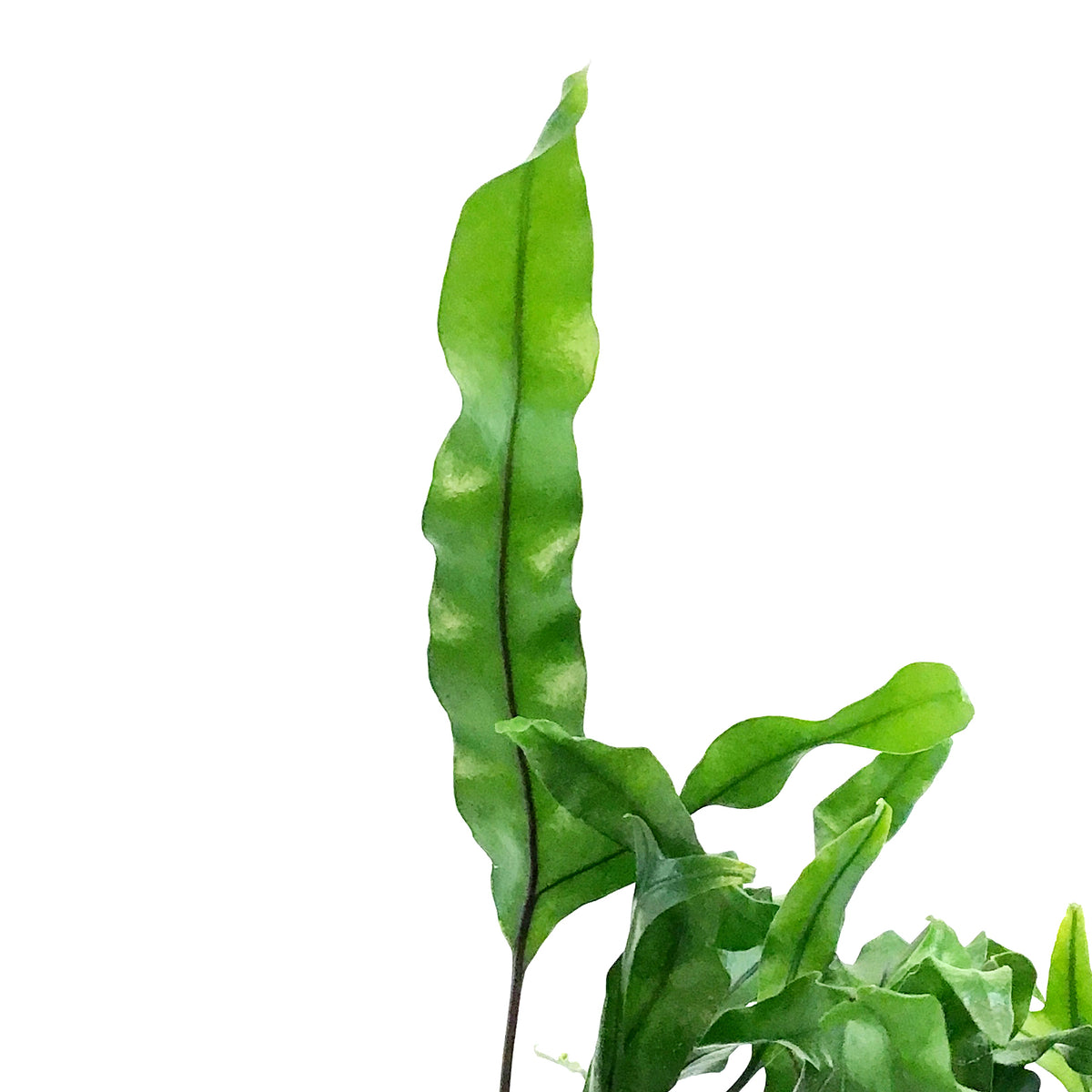 Fern, 4in, Blue Hare Footed – Floral Acres Greenhouse & Garden Centre