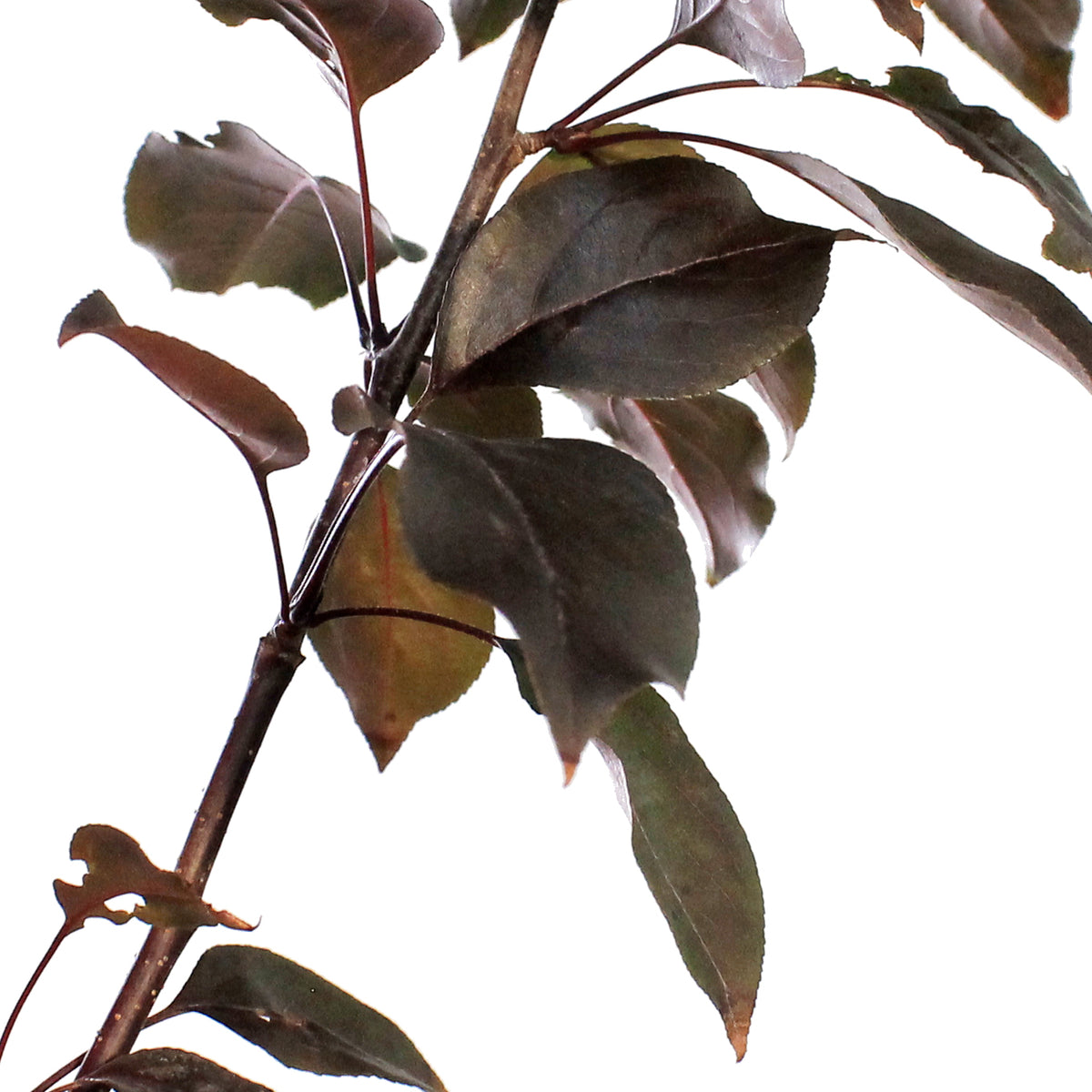 Crabapple, 7 gal, Flowering, Gladiator® – Floral Acres Greenhouse ...