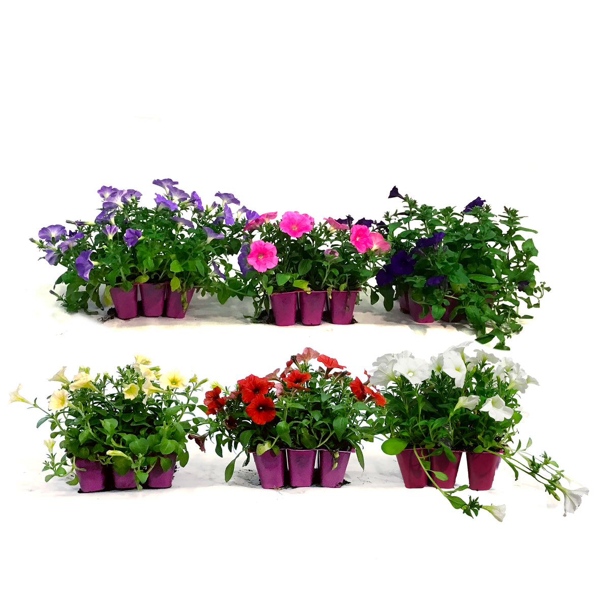Annual, 6pk, Jumbo, Wave Petunia, Assorted – Floral Acres Greenhouse ...