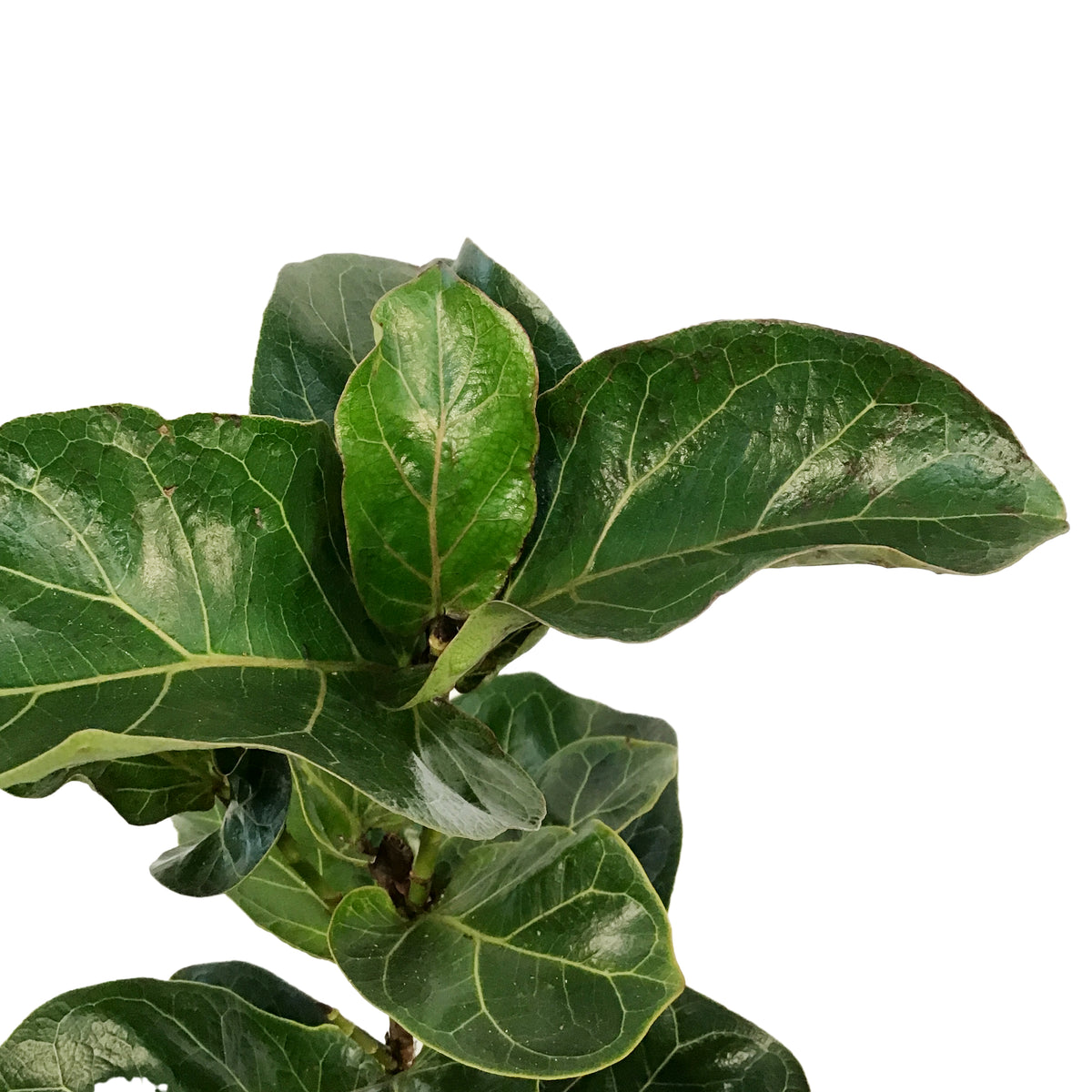 Ficus, 6in, Lyrata Little Sunshine – Floral Acres Greenhouse & Garden ...