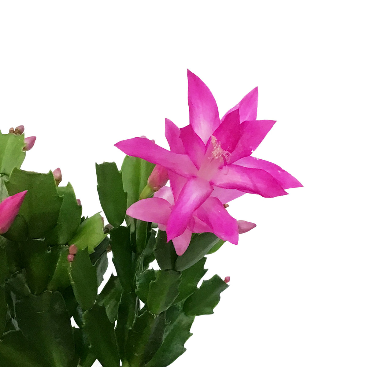 Zygo Cactus, 4in, Thor® Series – Floral Acres Greenhouse & Garden Centre