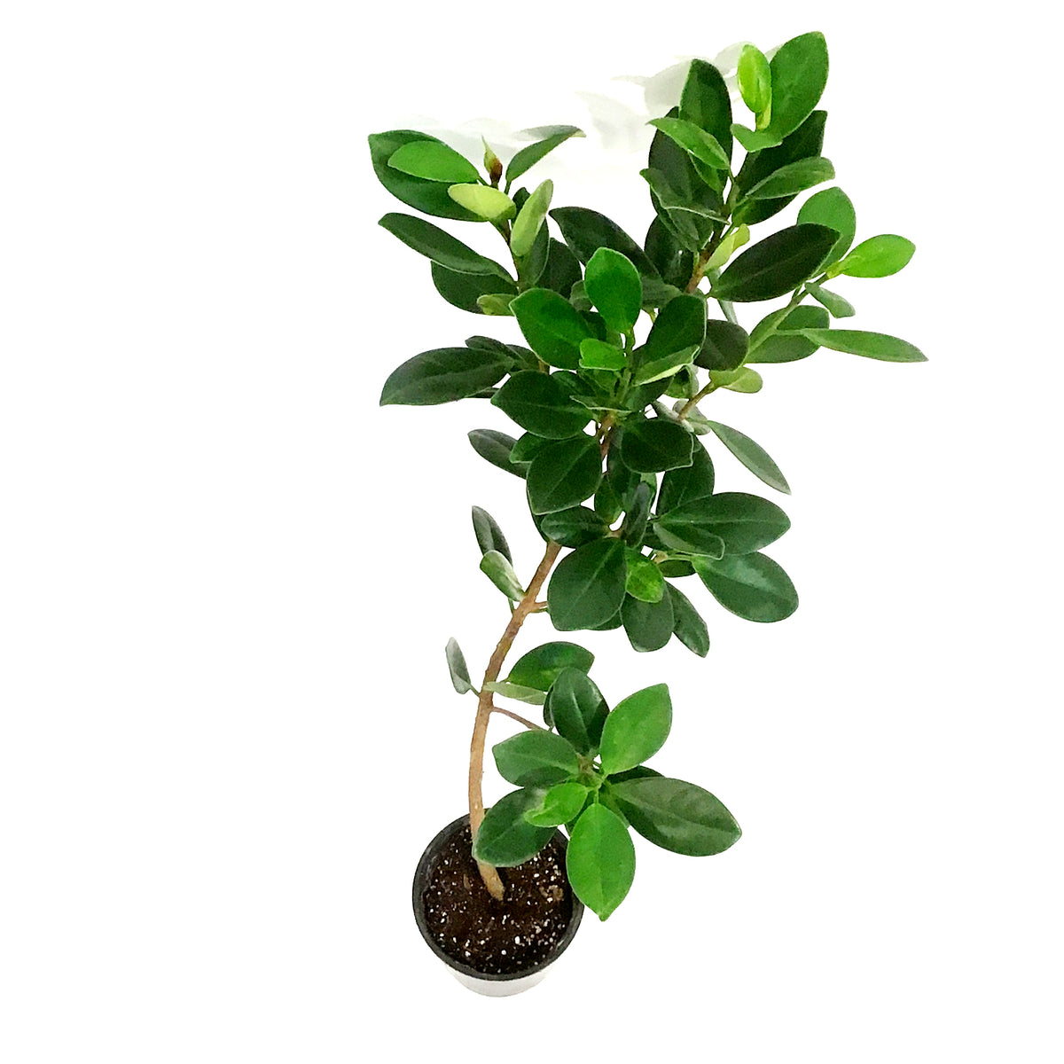 Ficus, 4in, Green Island Bush – Floral Acres Greenhouse & Garden Centre