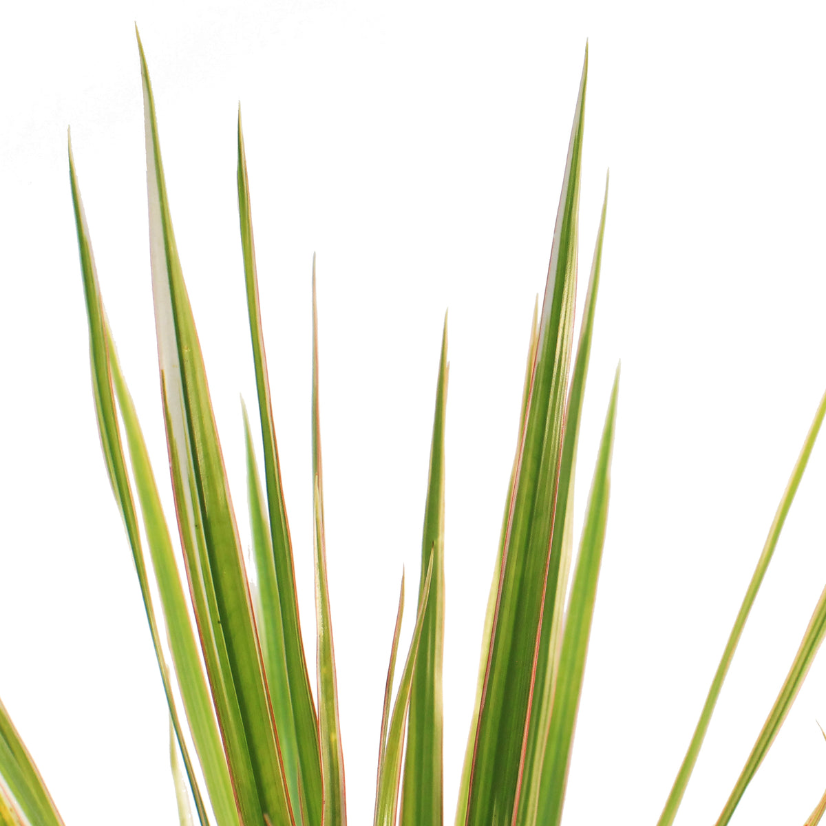Dracaena, 10in, Bicolor Braid – Floral Acres Greenhouse & Garden Centre