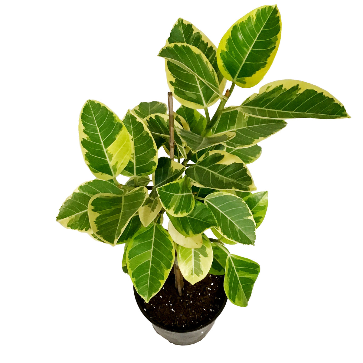 Ficus,10in, Altissima Yellow Gem Standard – Floral Acres Greenhouse ...