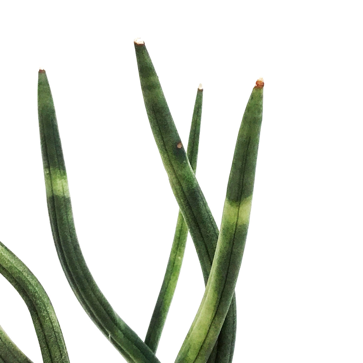 Sansevieria, 5in, Cylindrica Braid – Floral Acres Greenhouse & Garden ...