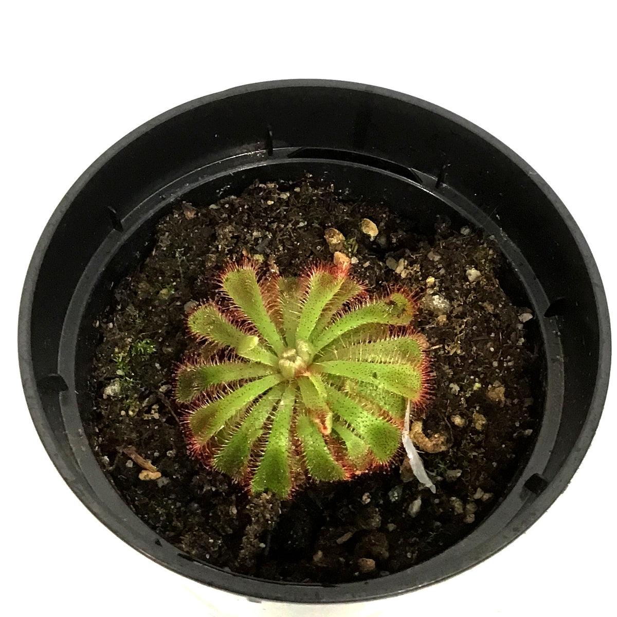 Sundew, 3.5in, Alice – Floral Acres Greenhouse & Garden Centre