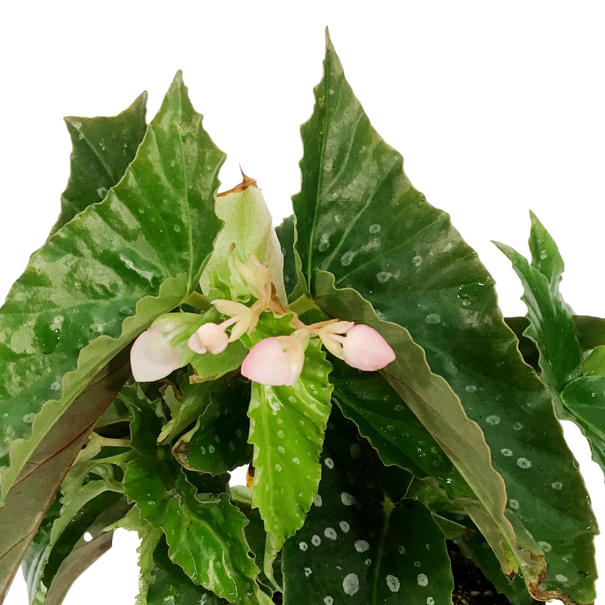 Begonia, 4in, Mac Silver Spot – Floral Acres Greenhouse & Garden Centre