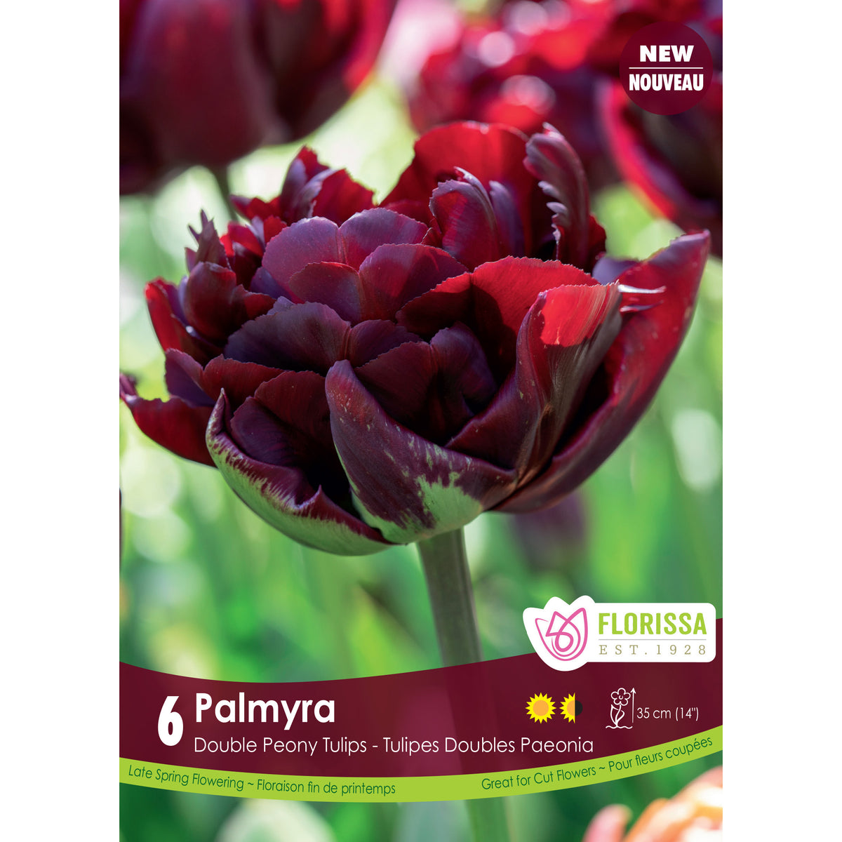 Tulip, Double Peony - Palmyra Bulbs, 6 Pack – Floral Acres Greenhouse ...