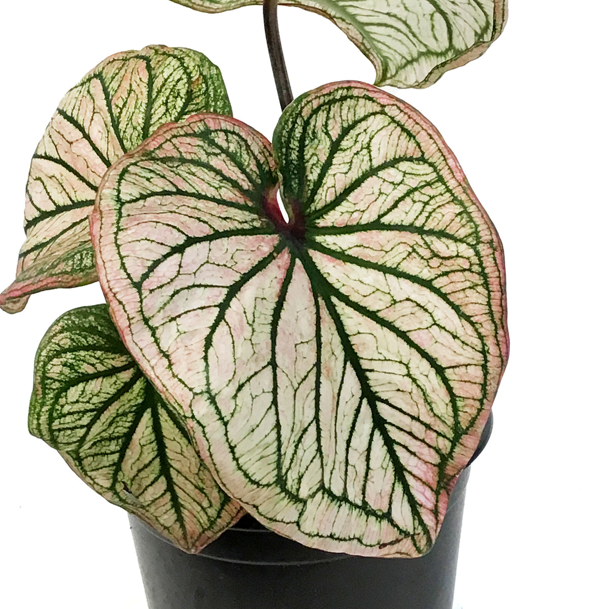 Caladium, 5in, Debutante – Floral Acres Greenhouse & Garden Centre
