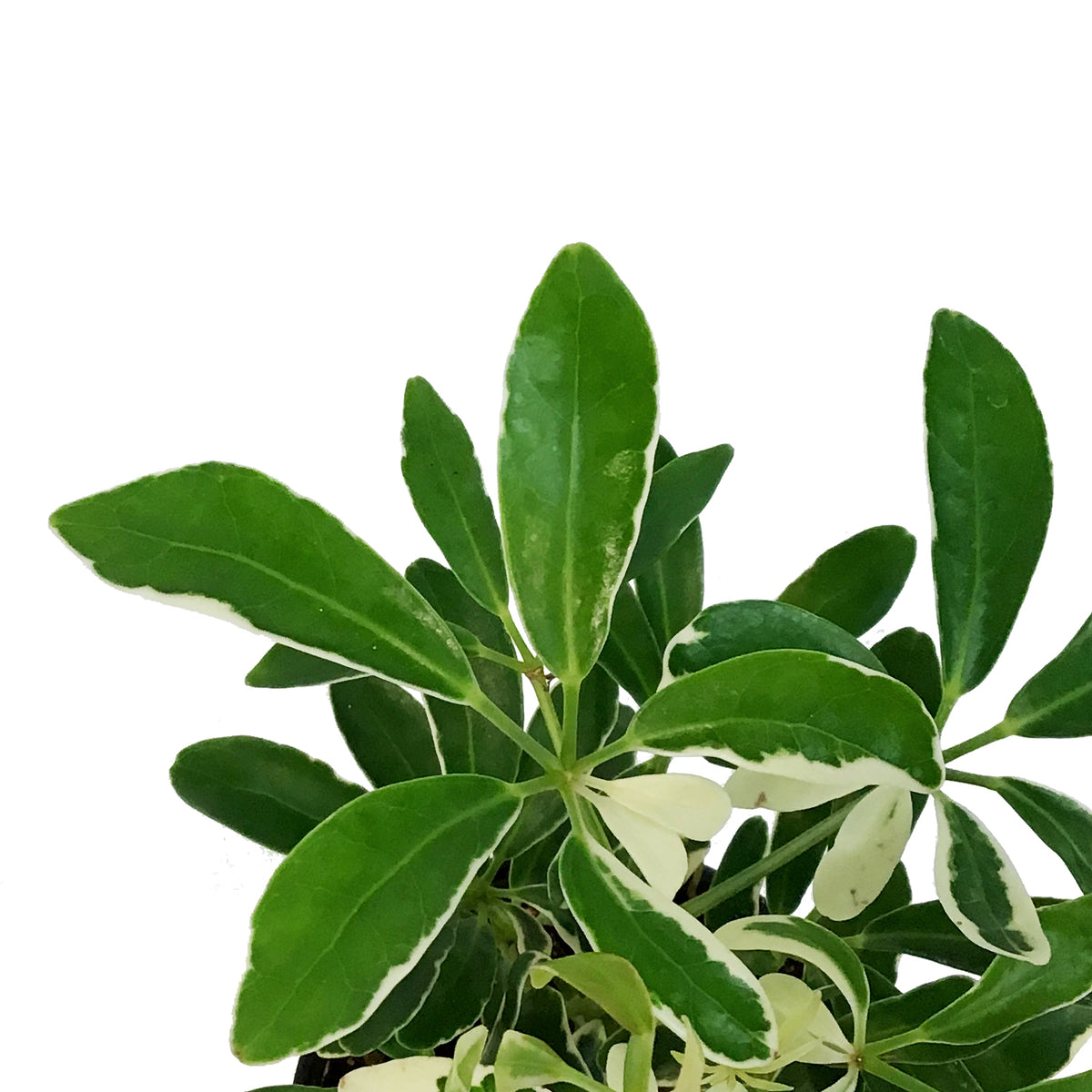 Schefflera, 3.5in, Moon Drop – Floral Acres Greenhouse & Garden Centre