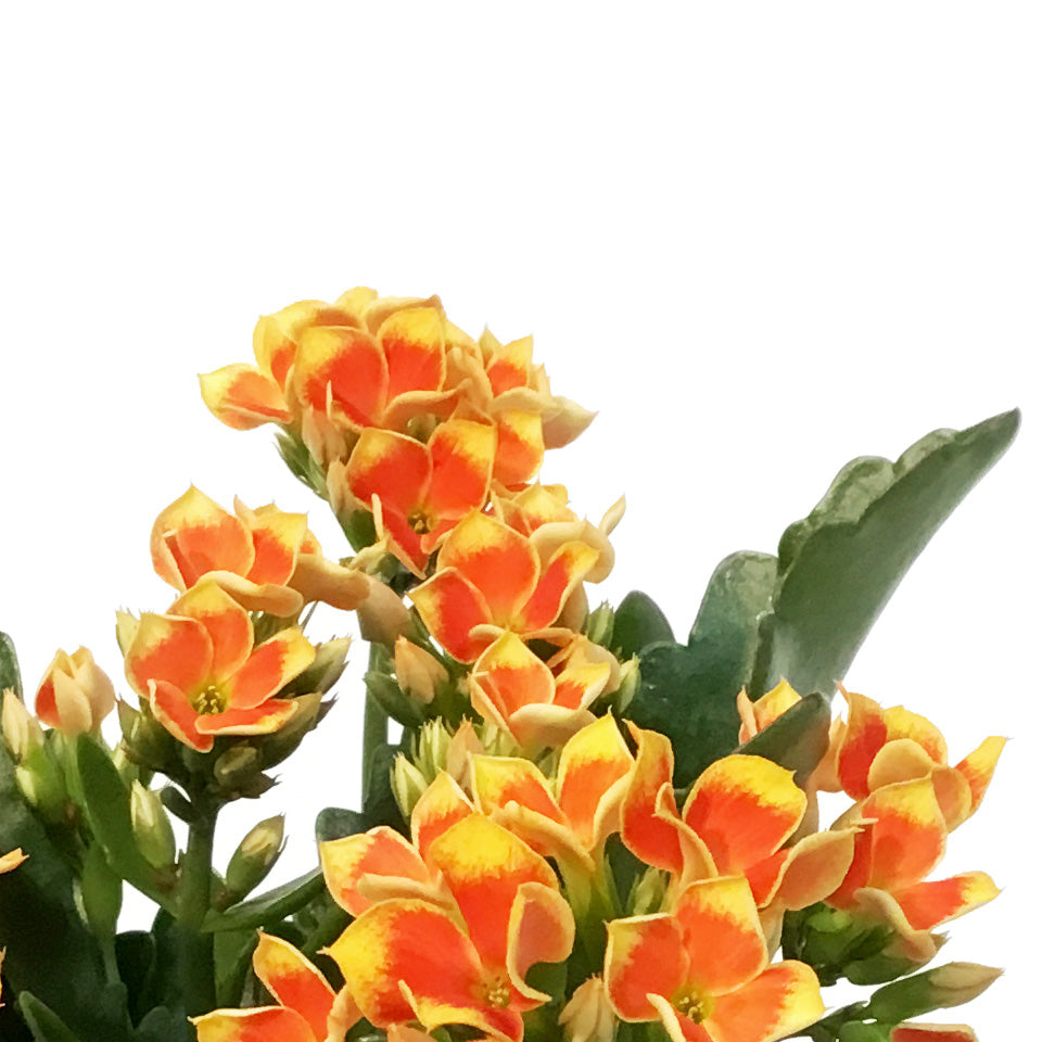 Kalanchoe, 4in, Robbie – Floral Acres Greenhouse & Garden Centre