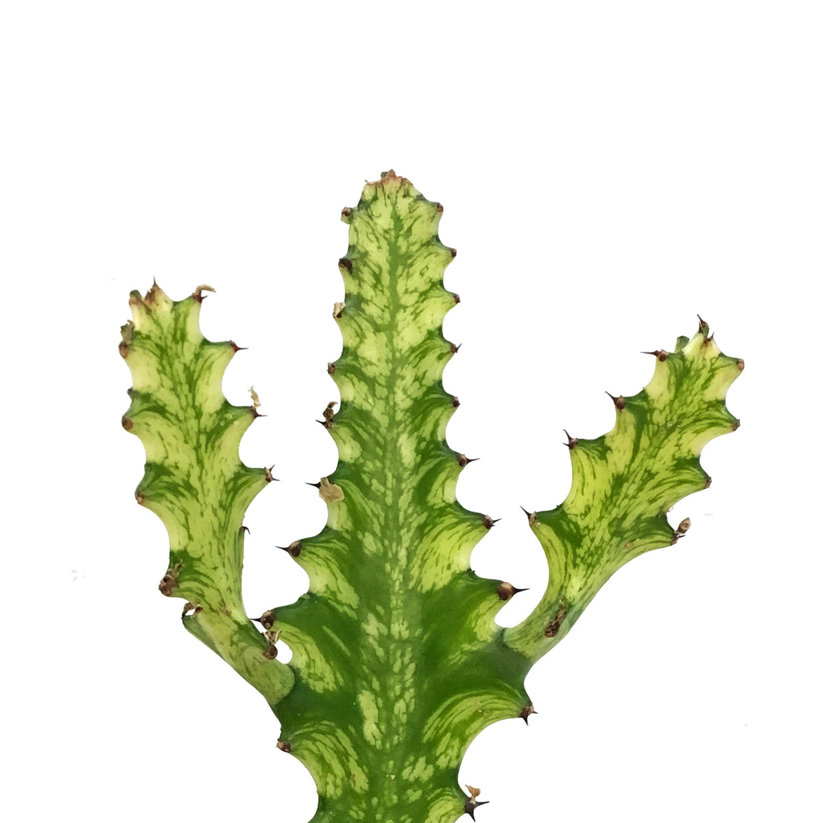 Cactus, 3in, African Milk Tree, Variegated – Floral Acres Greenhouse ...