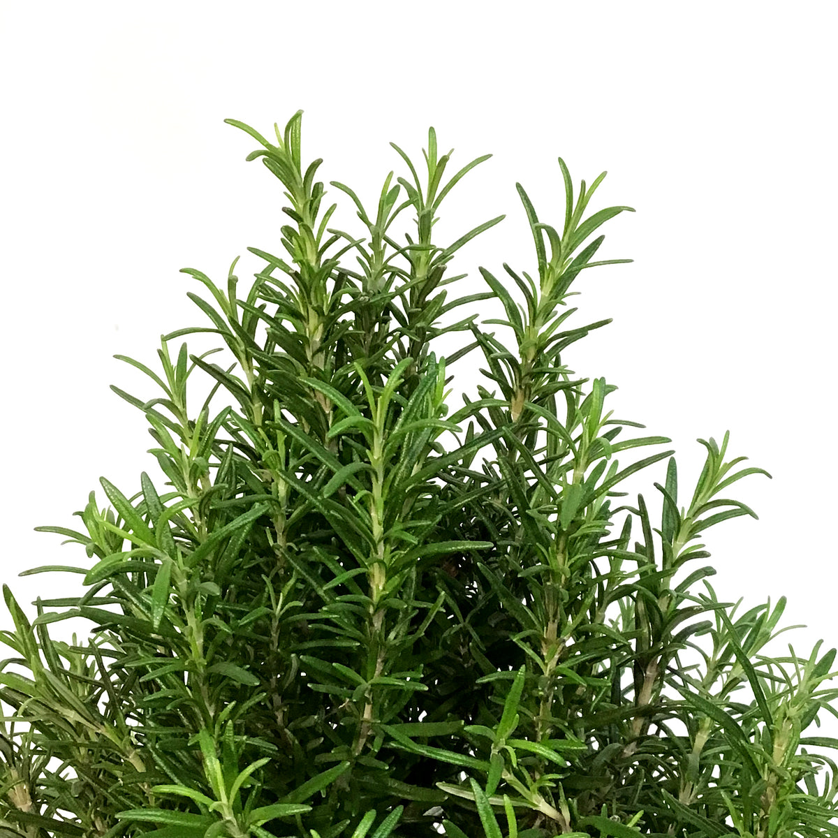 Rosemary, 6in, Tree – Floral Acres Greenhouse & Garden Centre
