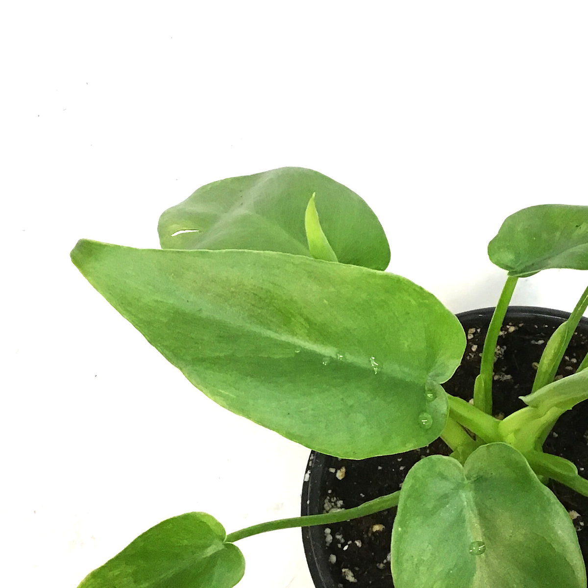 Philodendron, 4in, Bob Cee Variegated – Floral Acres Greenhouse ...
