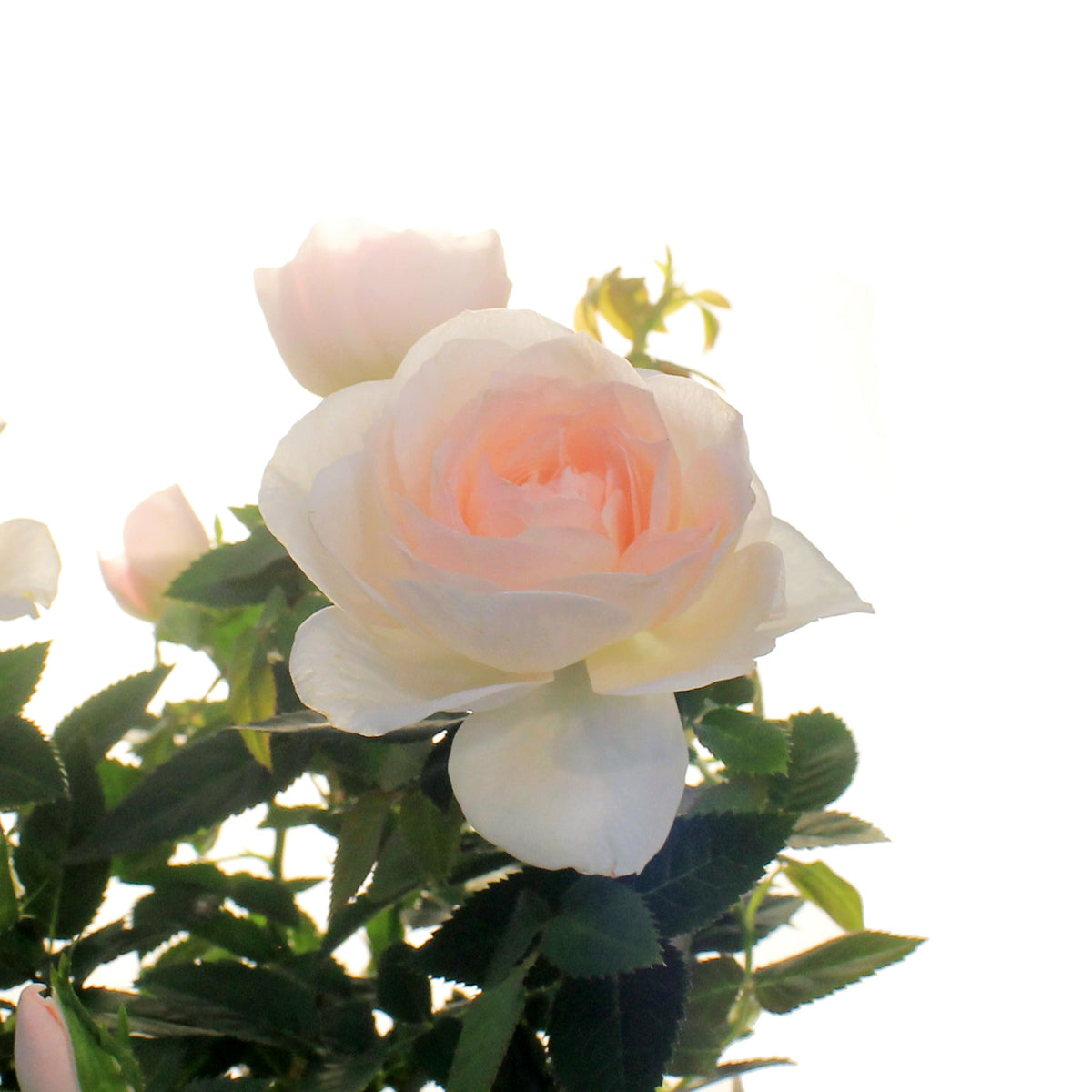 Mini Rose, 4in, RosAroma – Floral Acres Greenhouse & Garden Centre