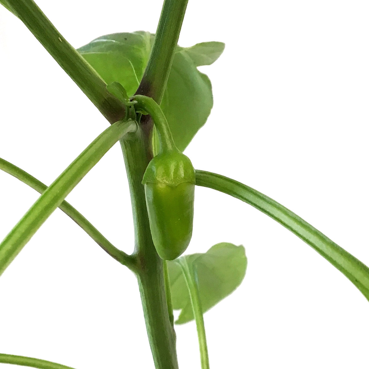 Kitchen Minis™ Hot Pepper, 4in, Fresh Bites Orange – Floral Acres ...