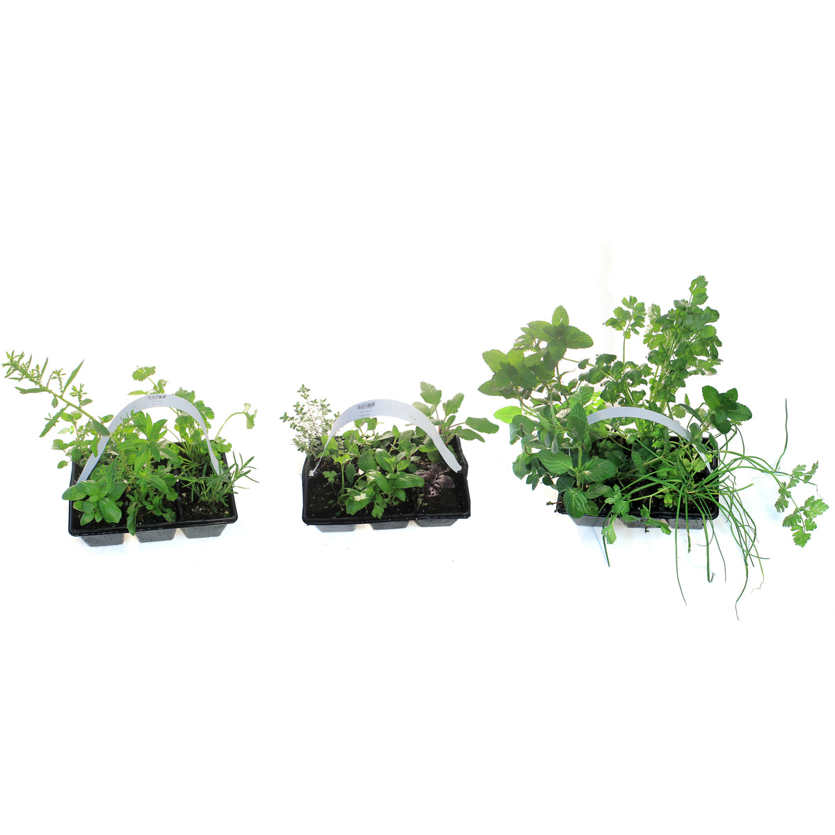 Herb, 6pk, Jumbo, Assorted – Floral Acres Greenhouse & Garden Centre