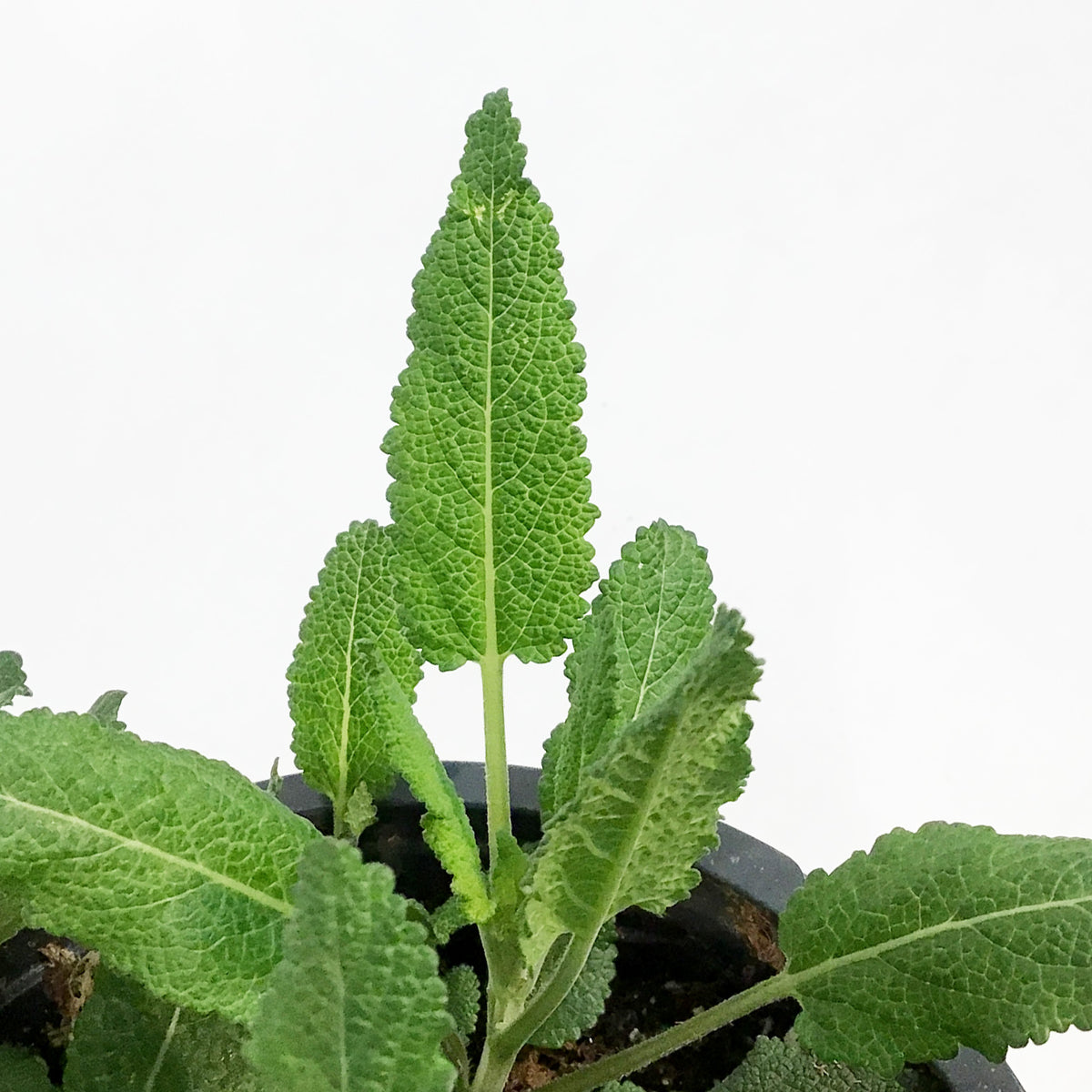 Salvia, 1 gal, Neon Pink – Floral Acres Greenhouse & Garden Centre