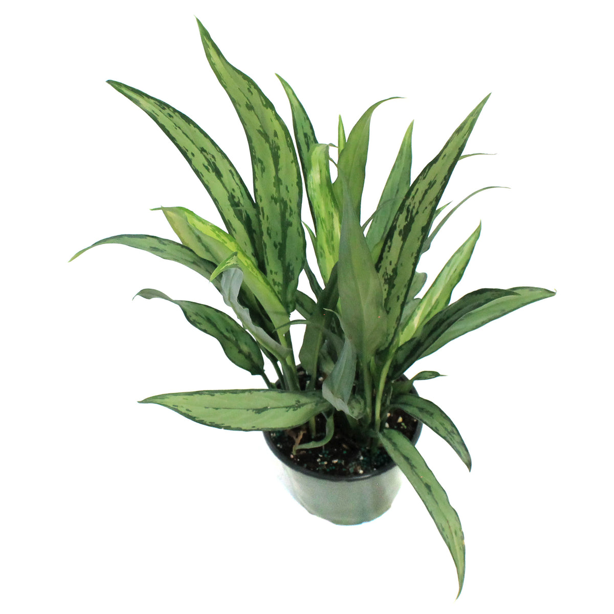 Aglaonema, 6in, Cutlass – Floral Acres Greenhouse & Garden Centre