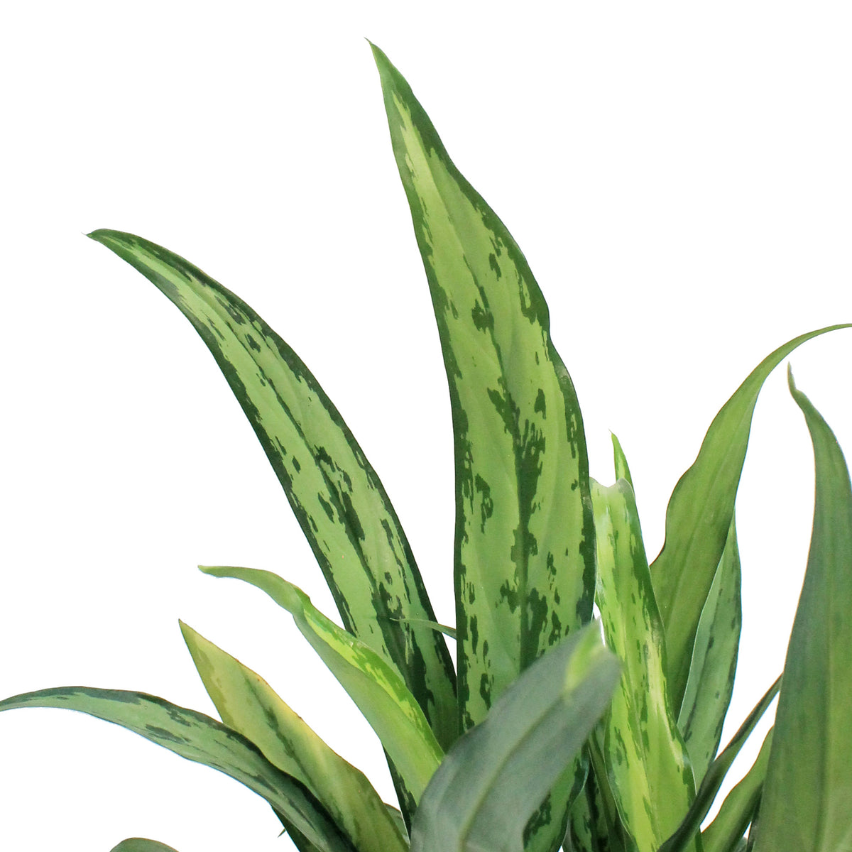 Aglaonema, 6in, Cutlass – Floral Acres Greenhouse & Garden Centre