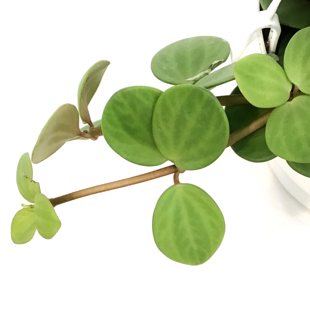 Peperomia, 7.5in, Hope, Hanging Basket – Floral Acres Greenhouse ...