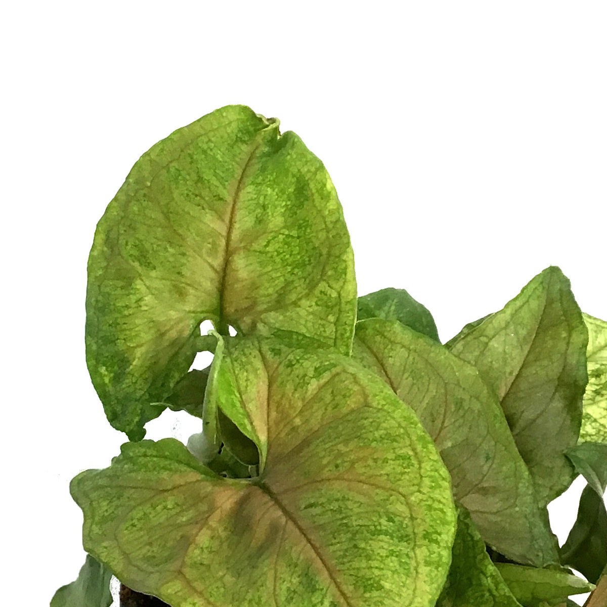 Nephthytis, 4in, Candyberry – Floral Acres Greenhouse & Garden Centre