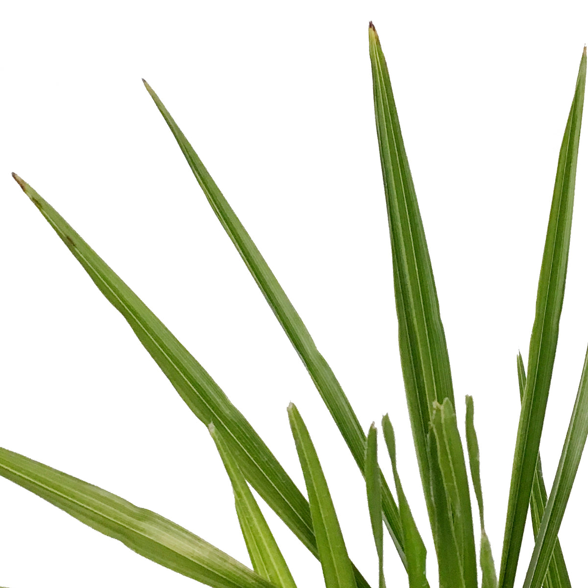Palm, 2Gal, Windmill – Floral Acres Greenhouse & Garden Centre
