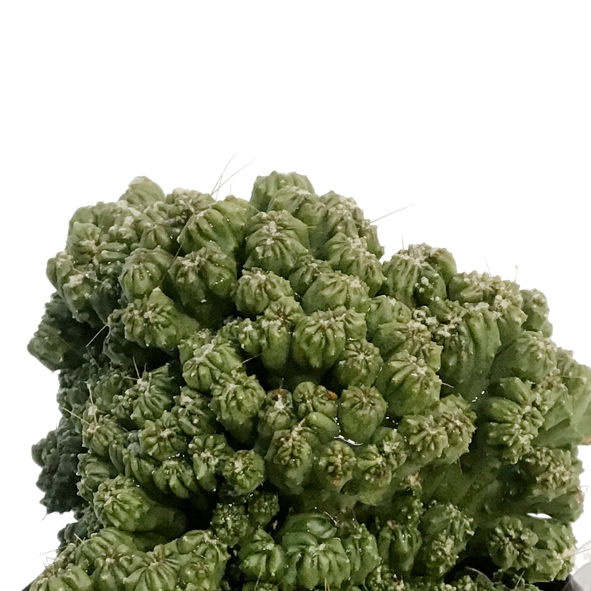 Cactus, 9cm, Cereus Peruvianus Goblin – Floral Acres Greenhouse ...