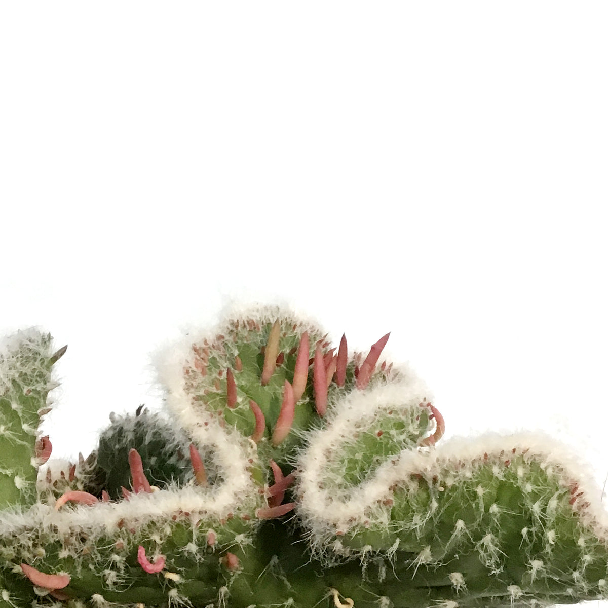 Cactus, 5in, Opuntia Hybrid Crest Roller Coaster – Floral Acres ...
