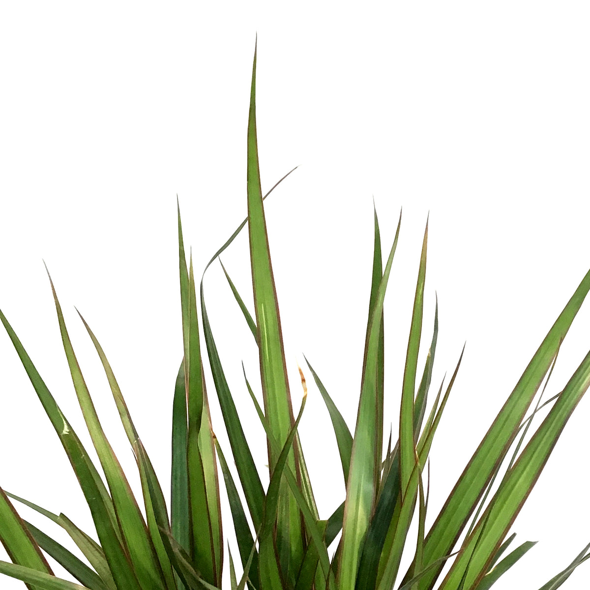 Dracaena, 6in, Marginata Branched Character – Floral Acres Greenhouse ...