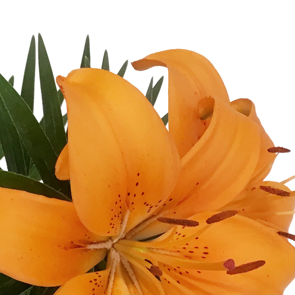 Lilium, Asiatic, 11cm, Tiny Invader Pot Lily – Floral Acres Greenhouse ...