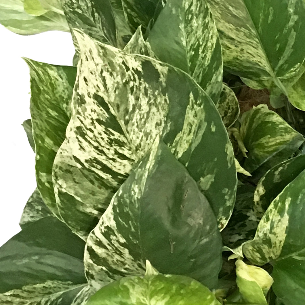 Pothos, 10in, Marble Queen, Totem – Floral Acres Greenhouse & Garden Centre