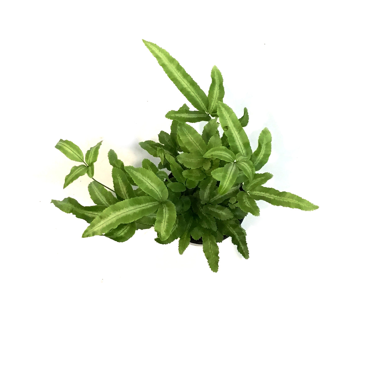 Fern, 3.5in, Mayi – Floral Acres Greenhouse & Garden Centre