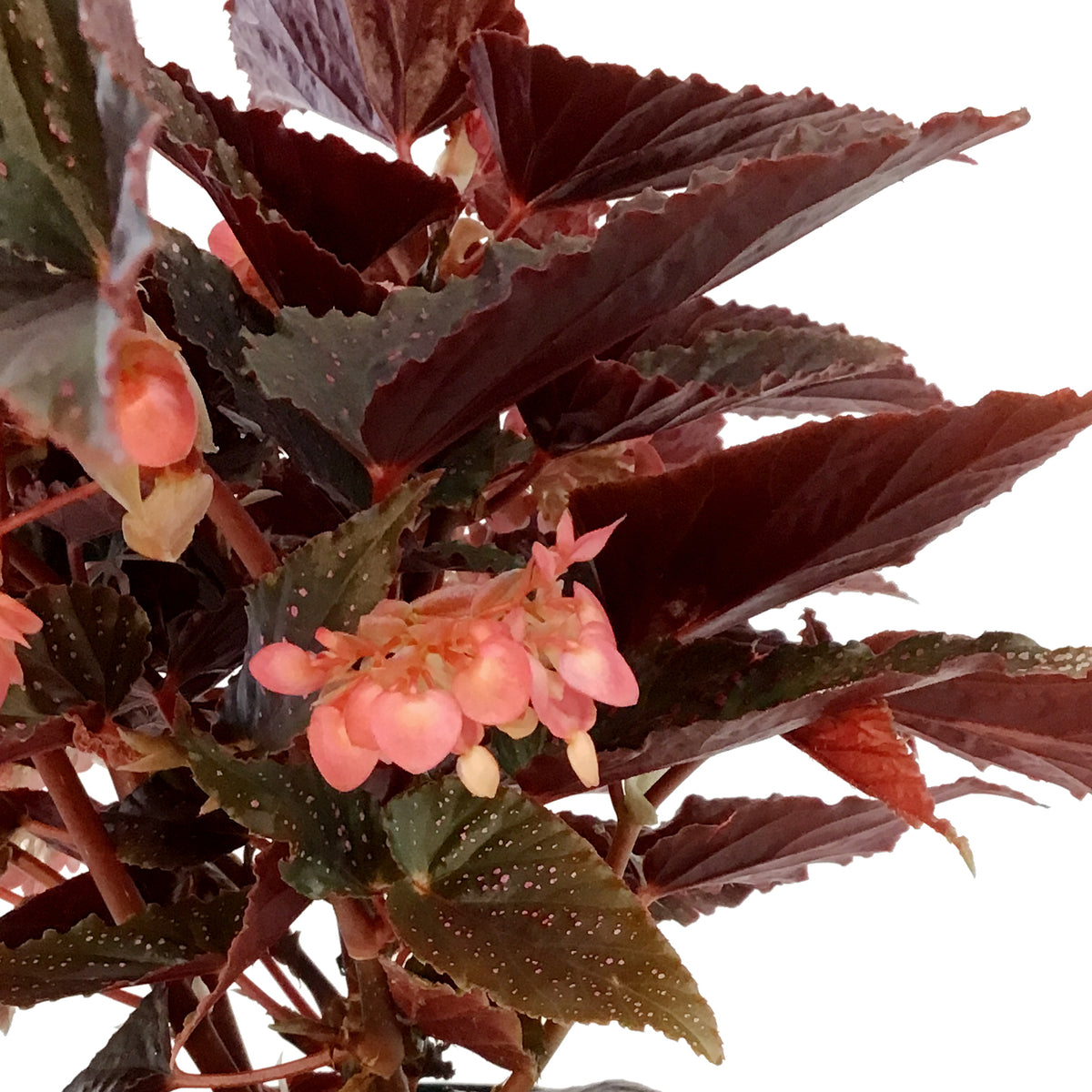 Begonia, 6in, Mac Pink Spot – Floral Acres Greenhouse & Garden Centre