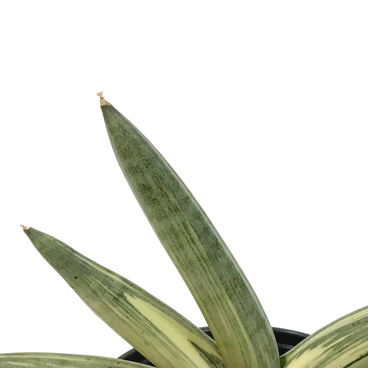 Sansevieria, 4in, Boncel, Varigated – Floral Acres Greenhouse & Garden ...