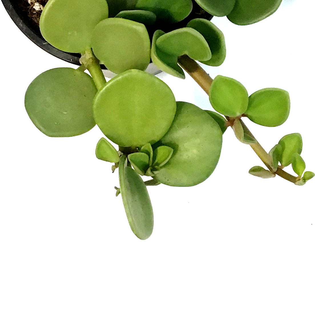 Trailing Jade, Peperomia, 4in – Floral Acres Greenhouse & Garden Centre