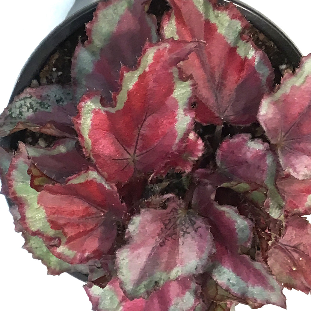 Begonia, 4in, Rex Red Slippers – Floral Acres Greenhouse & Garden Centre