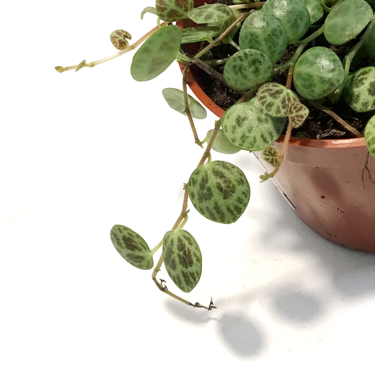 String of Turtles, 2.5in, Senecio peregrinus – Floral Acres Greenhouse ...