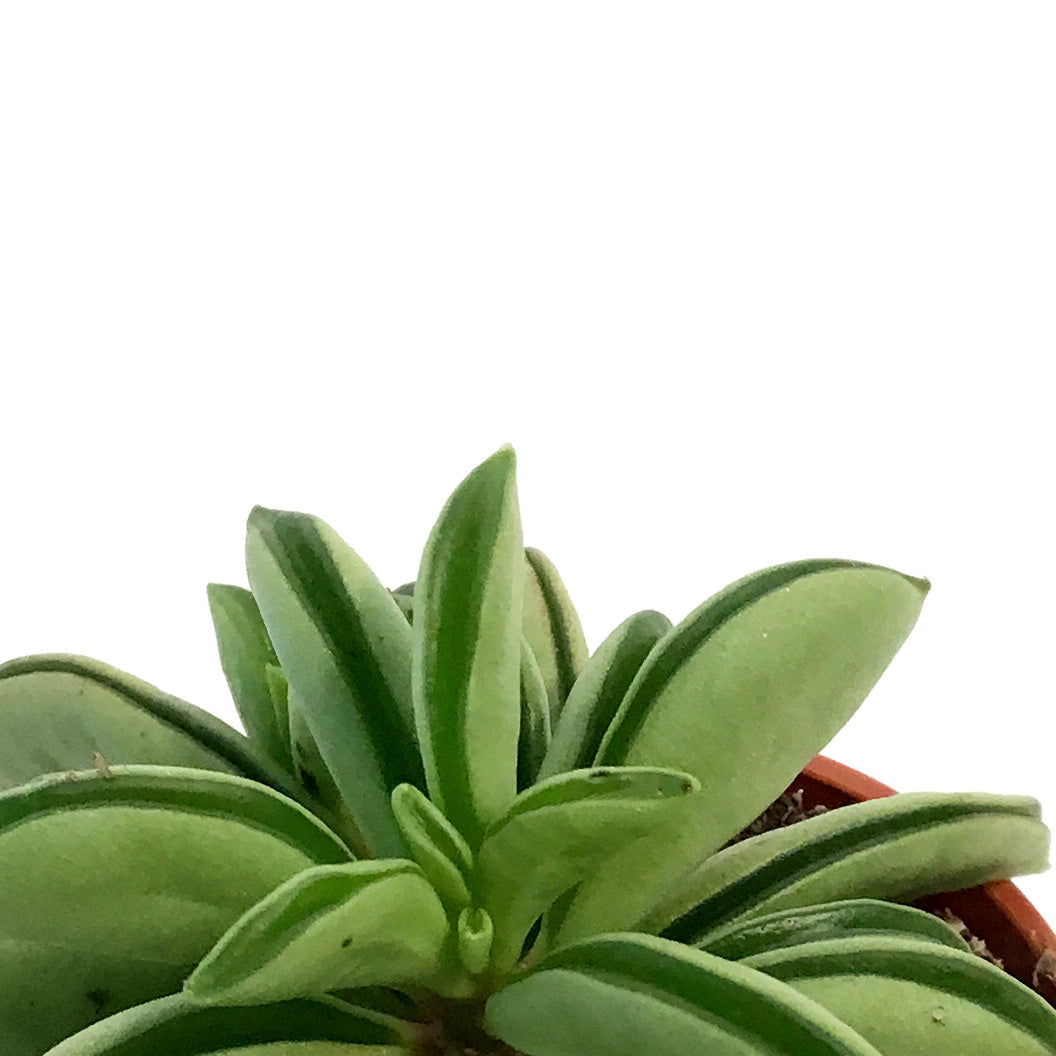 Peperomia, 2.5in, Taco Leaf – Floral Acres Greenhouse & Garden Centre