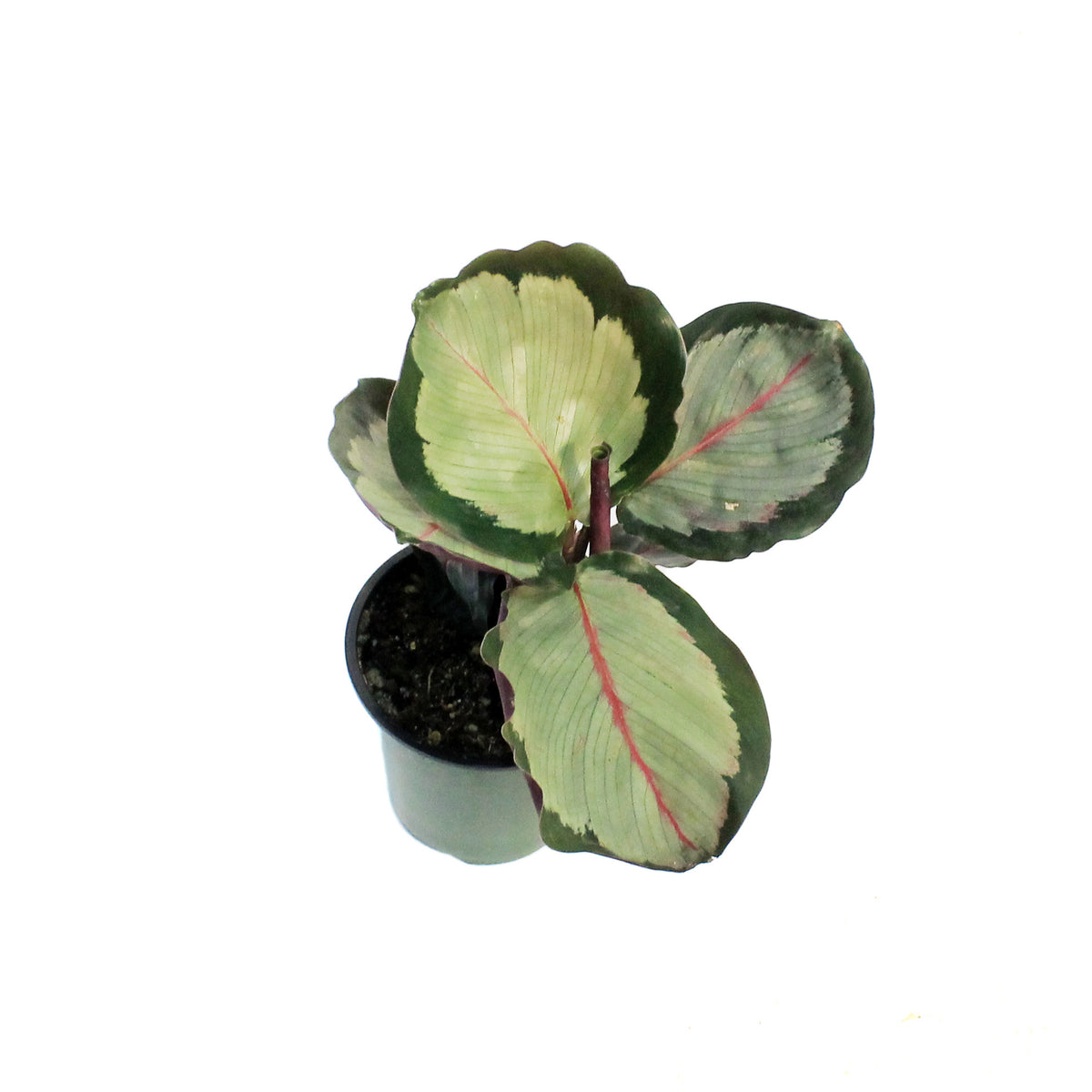 Calathea, 3.5in, Northern Lights – Floral Acres Greenhouse & Garden Centre