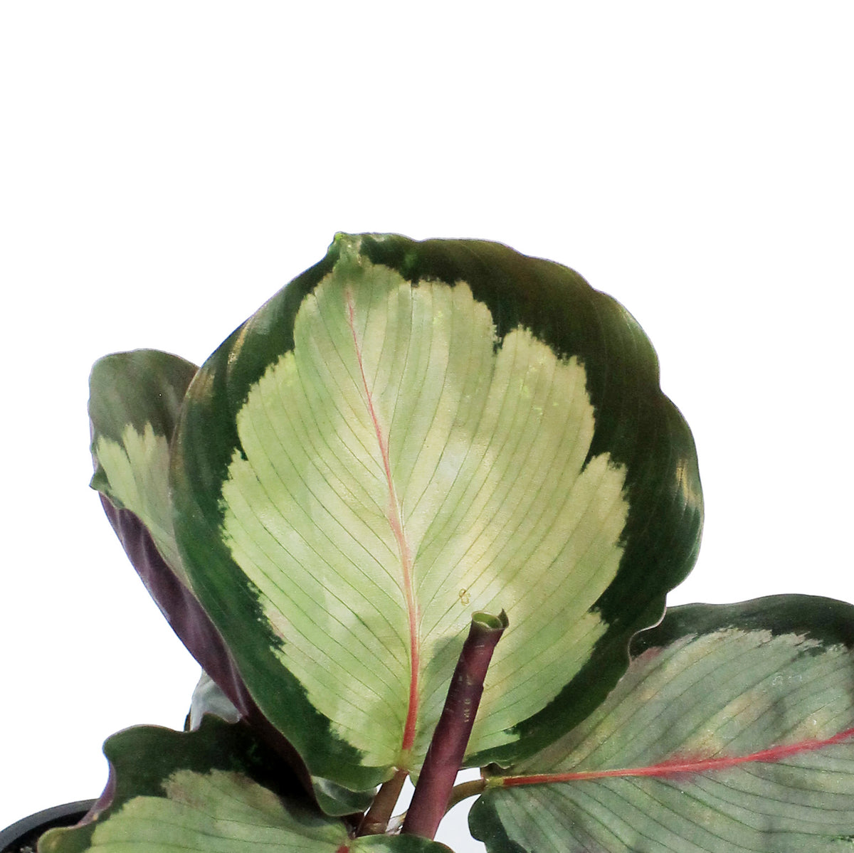 Calathea, 3.5in, Northern Lights – Floral Acres Greenhouse & Garden Centre