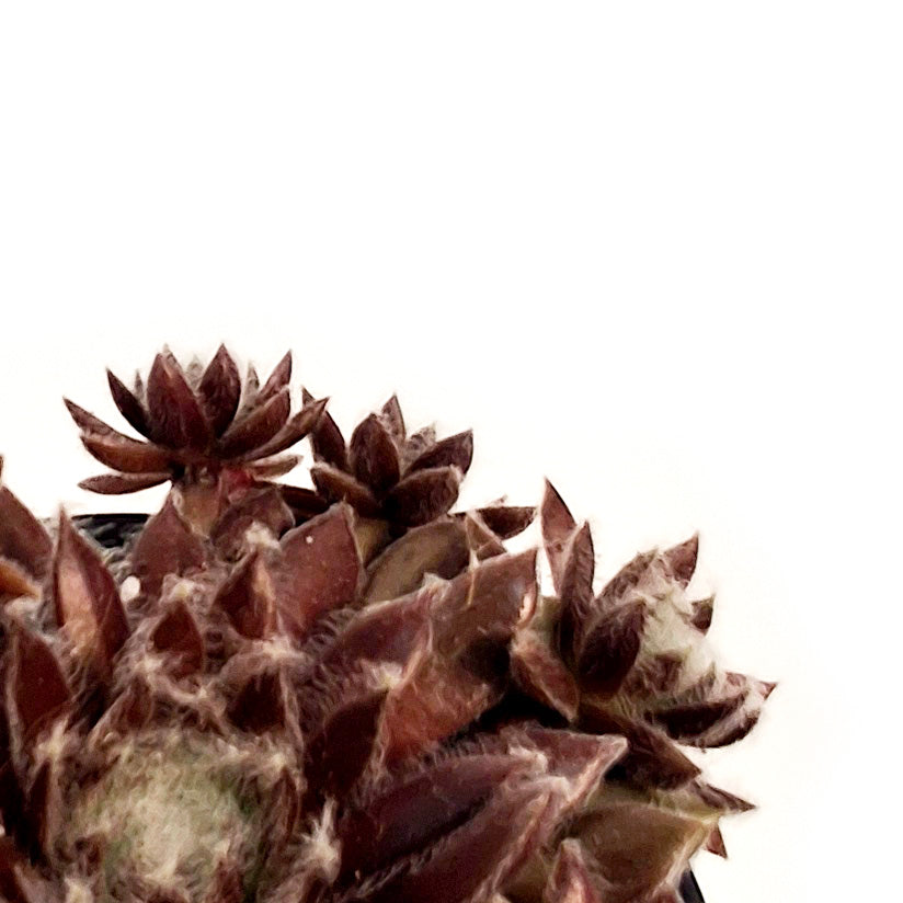 Chick Charms® Perfait Perfection™ Hen & Chicks – Floral Acres ...