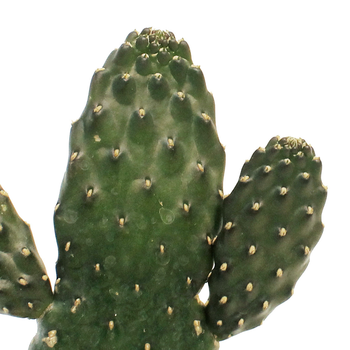 Cactus, 4in, O. Rubescens 'Road Kill' – Floral Acres Greenhouse ...