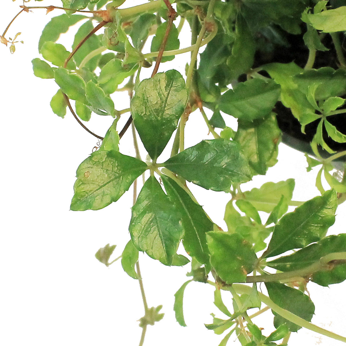Sugar Vine, 6in, Parthenocissus Clusiifolia – Floral Acres Greenhouse ...