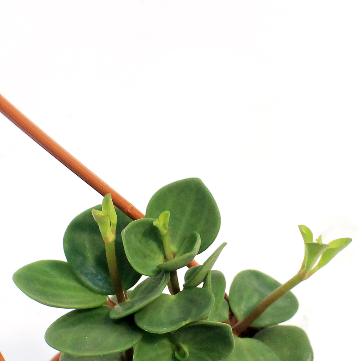 Peperomia, 4in, Hope, Hanging Basket – Floral Acres Greenhouse & Garden ...